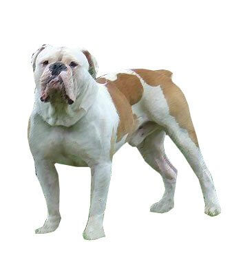 Olde English Bulldogge Breed Standard – OldeBulldogge.com
